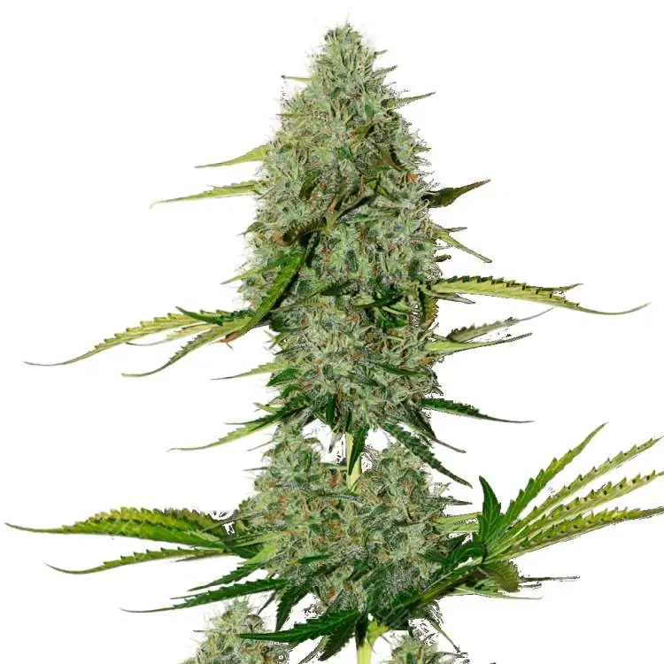 Auto Royal Critical feminised Ganja Seeds семена купить, цены поштучно ...