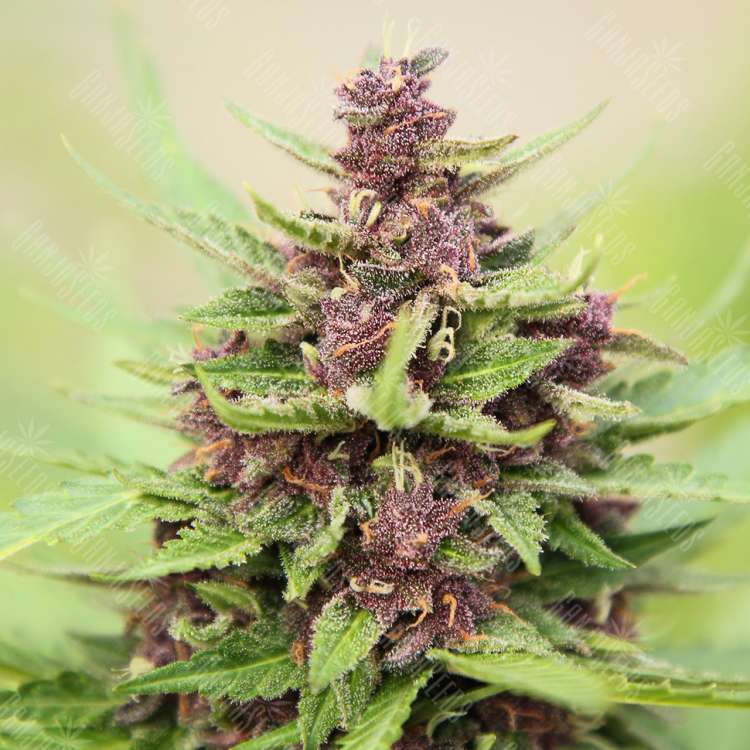 Auto Devil Cream feminised GanjaLiveSeeds семена купить, цены поштучно ...