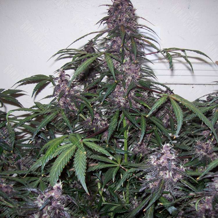 Auto Bloody Skunk feminised Ganja Seeds семена купить, цены поштучно в ...